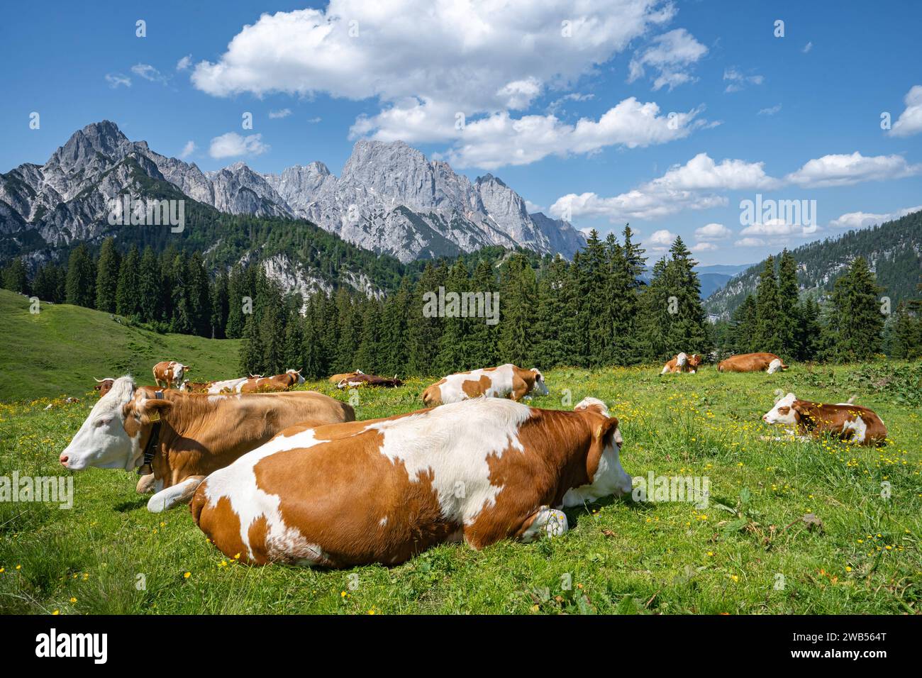 Alpenpanorama - Kühe liegen dicht an dicht entspannt auf einer Alm mit prächtigem Gebirge im ...