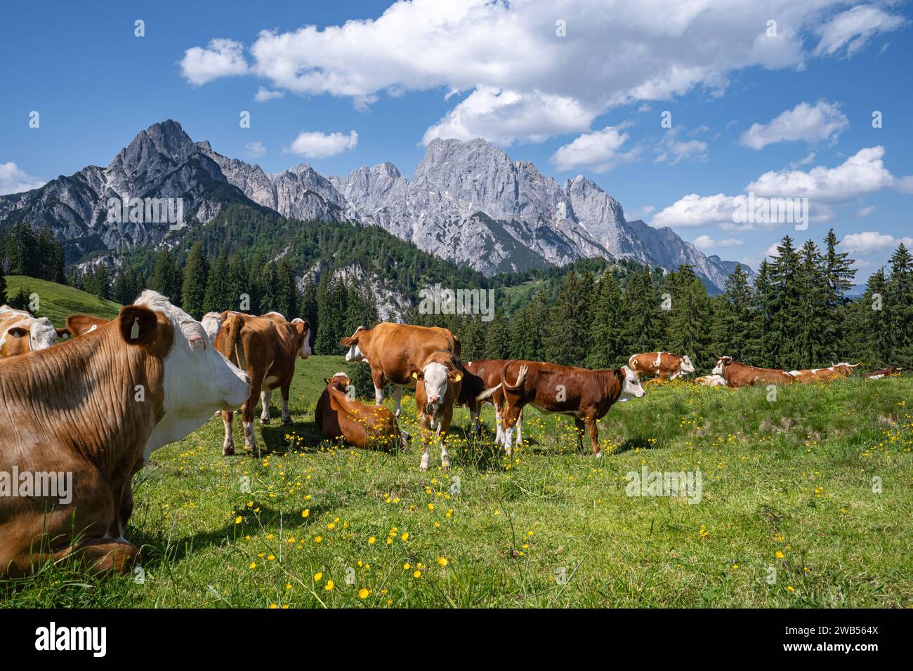 Alm-Idylle, Fleckvieh, Kuh-Herde auf einer Alm mit Alpenpanorama im ...