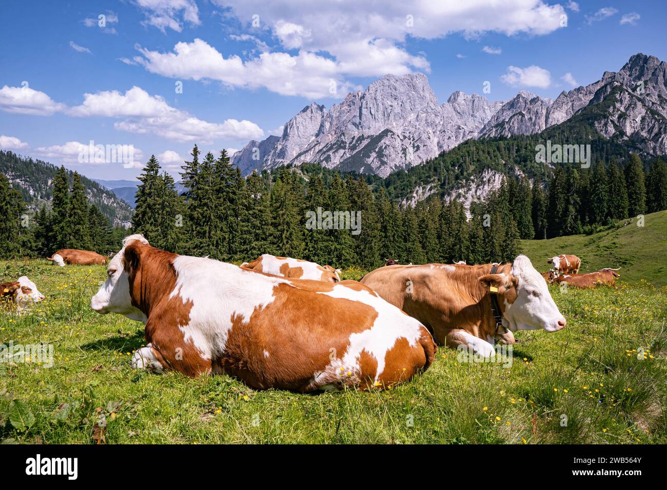 Almbeweidung hi-res stock photography and images - Alamy