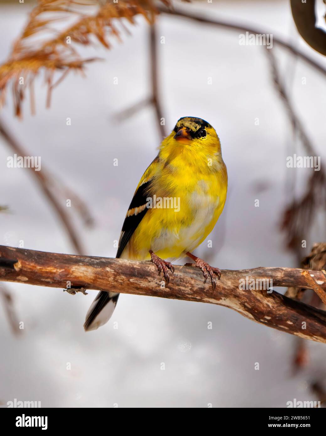 American Goldfinch close-up front view perched on a branch with forest ...