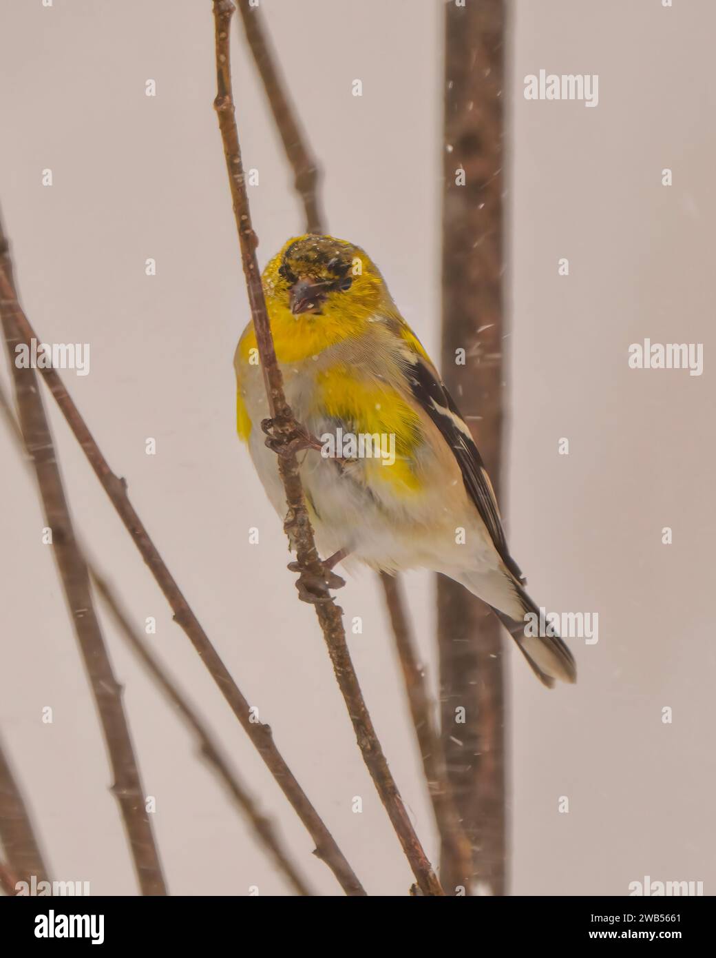 American Goldfinch holding to a twig during a winter blizzard with a ...