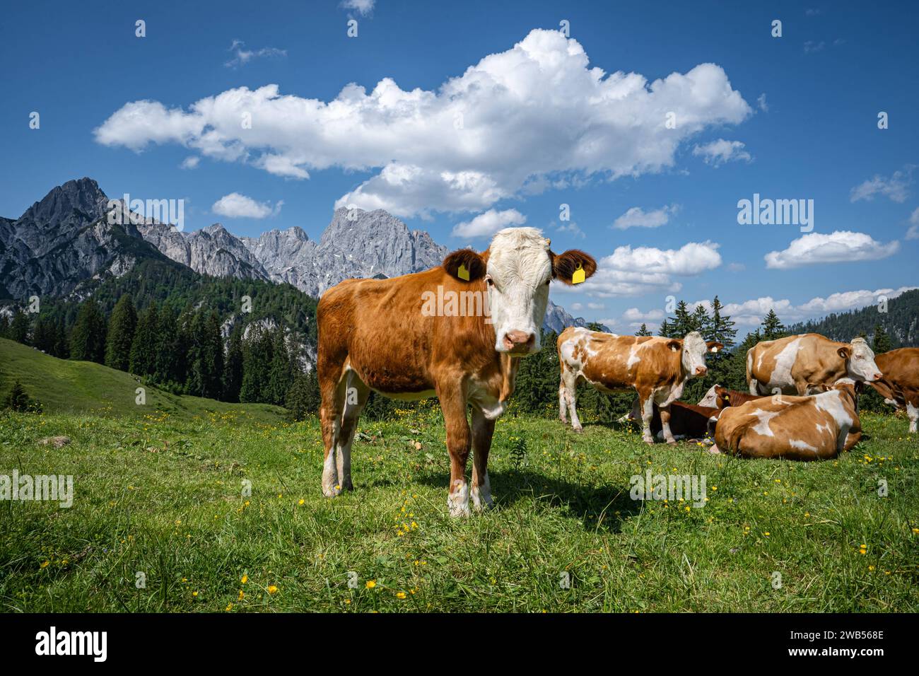 Alm - Romantik, Bergwiese mit bunten Blumen und Kühen vor dem ...