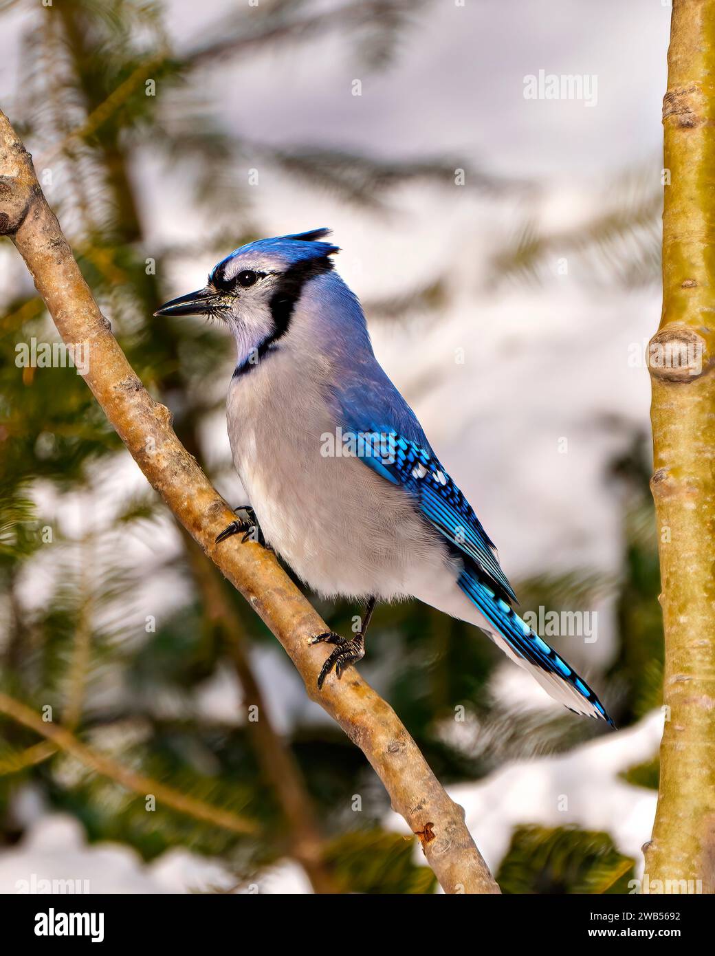 Blue Jay close-up side view, perched on a tree branch with blur forest background in its ...