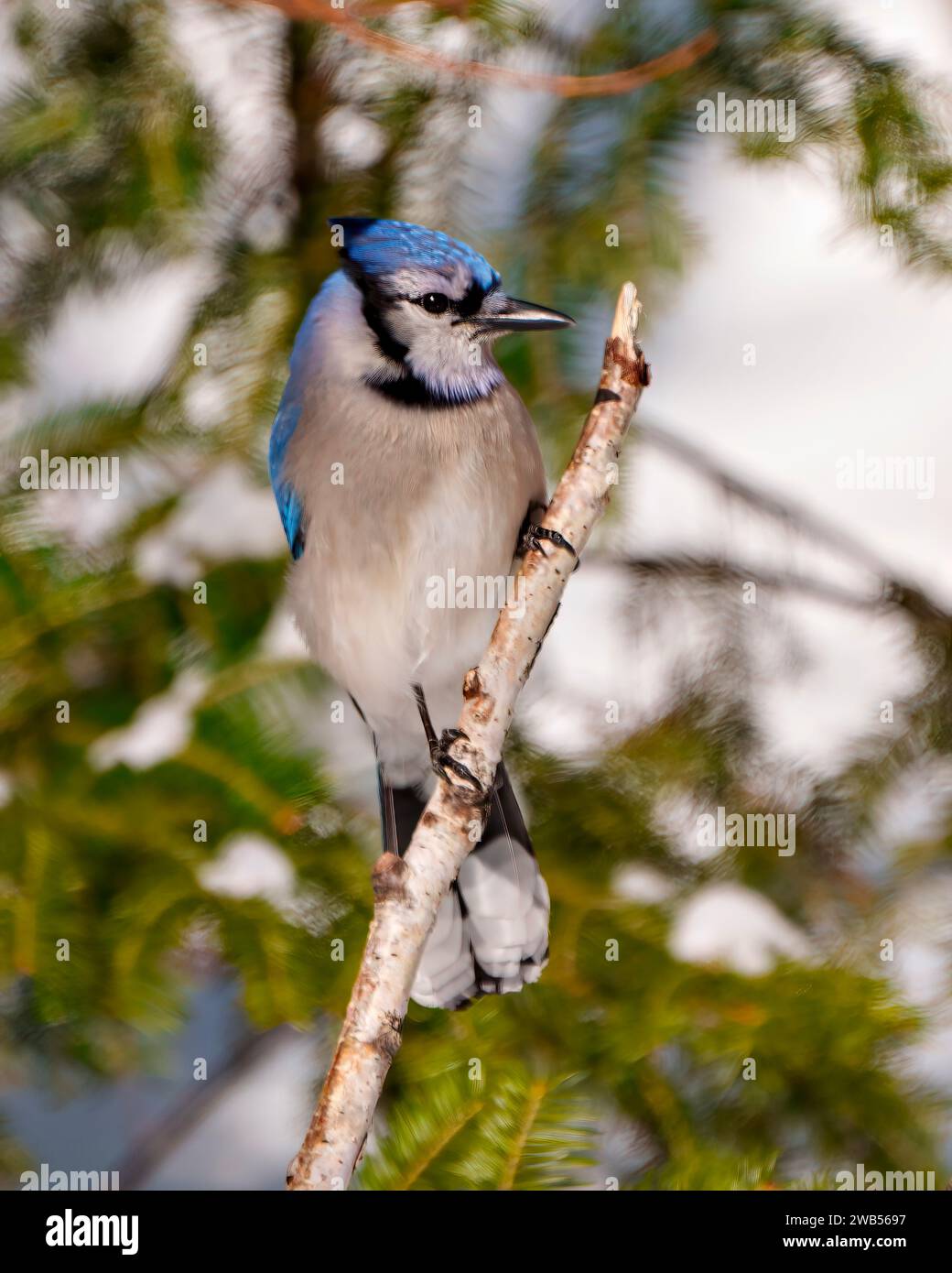 Blue Jay close-up profile front view perched on a birch branch with a ...