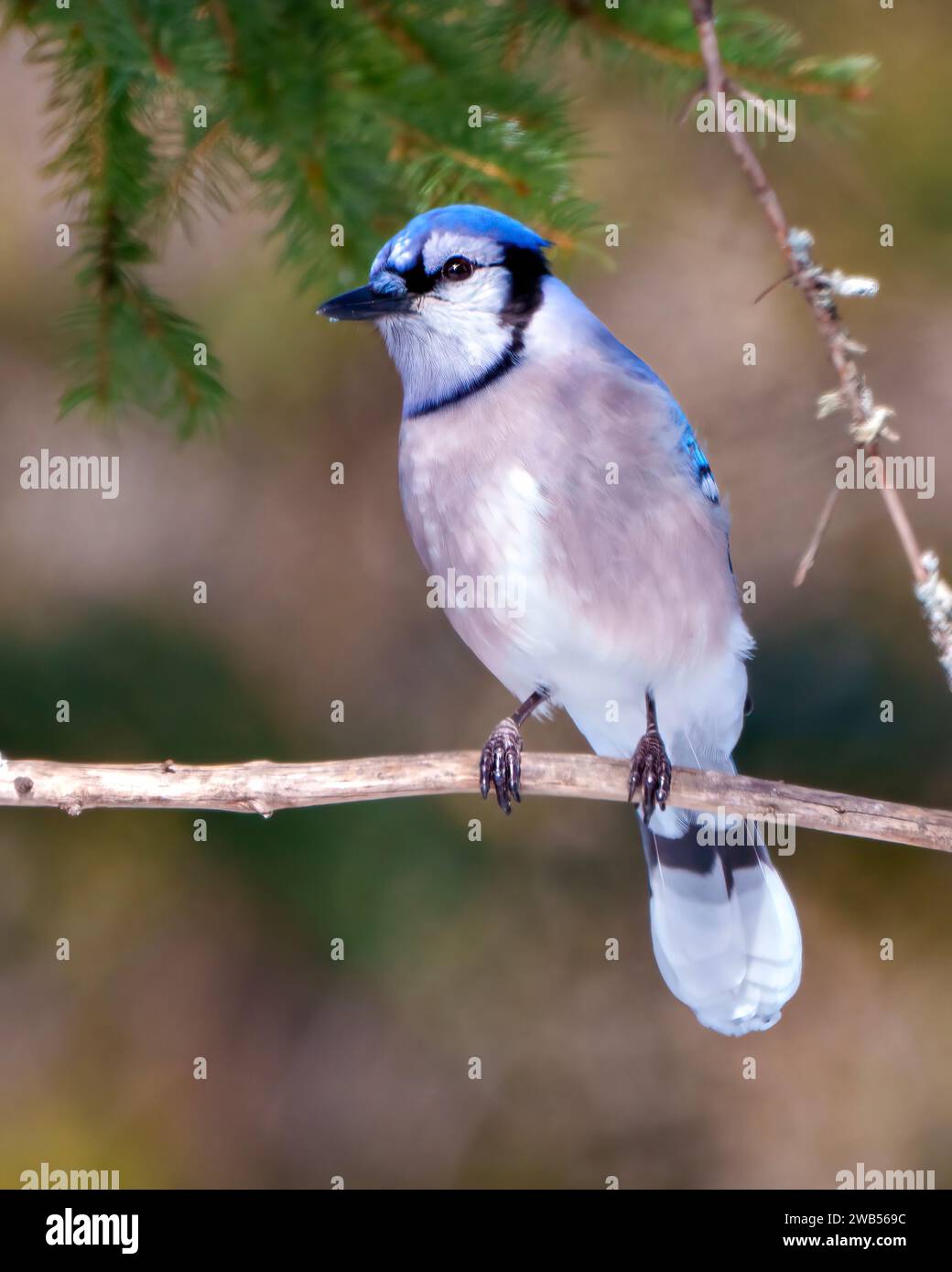 Wing blue bird close up not sky hi-res stock photography and images - Alamy