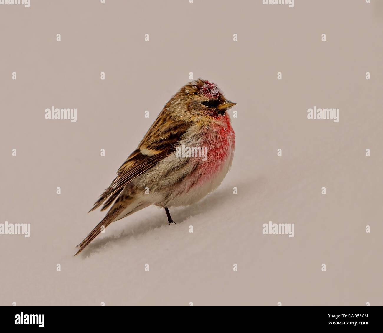 Common Red poll close-up profile side view in the winter blizzard ...
