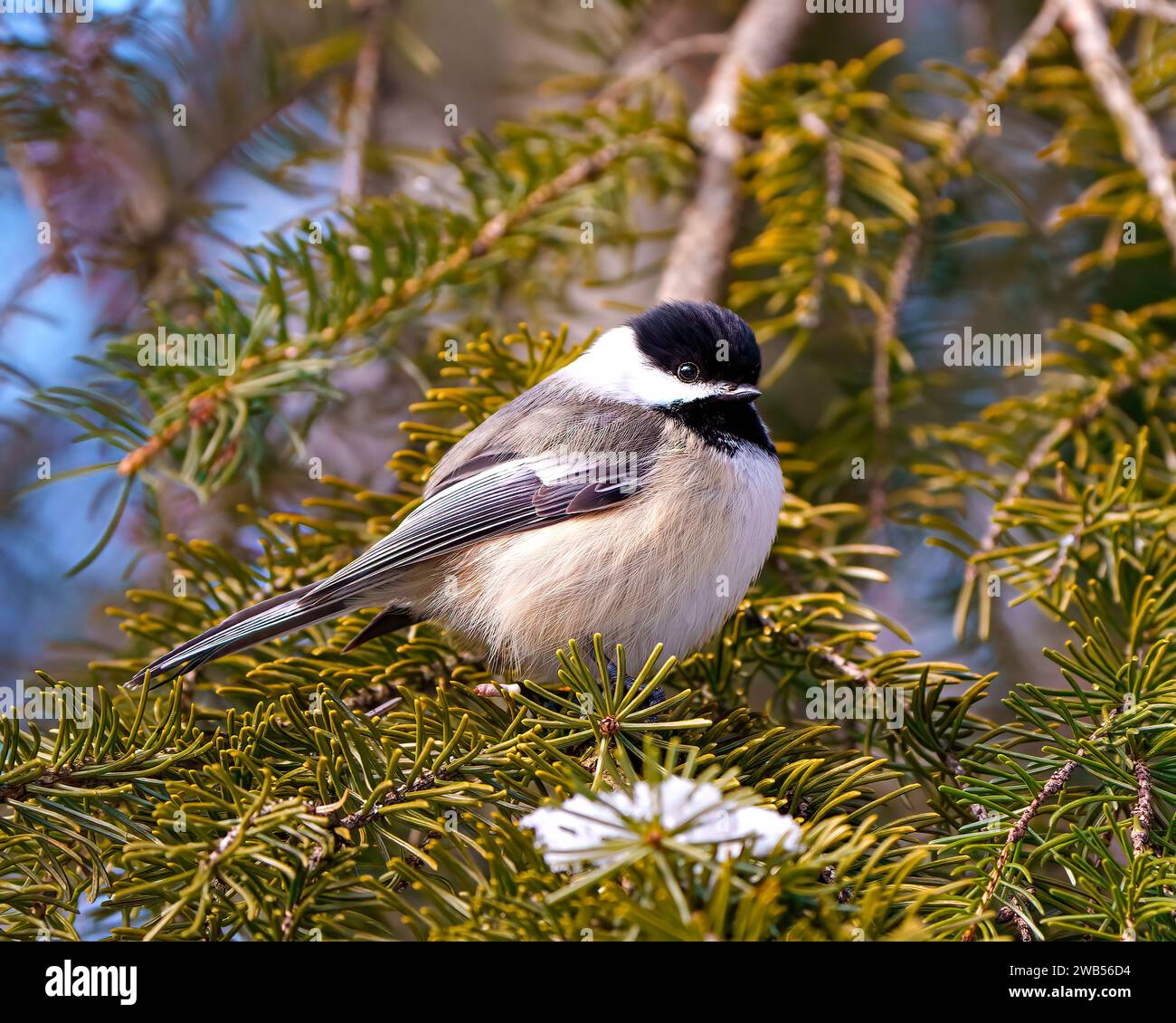 Chickadee perching bird photo hi-res stock photography and images - Alamy