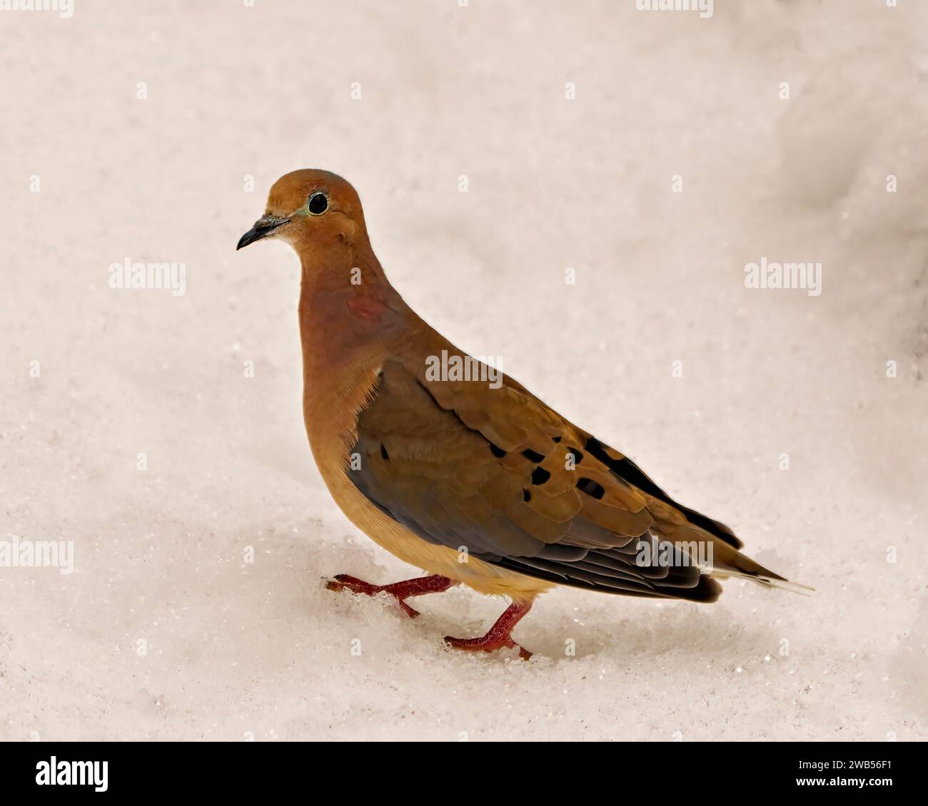 Mourning Dove close-up view standing on snow with a white background in ...
