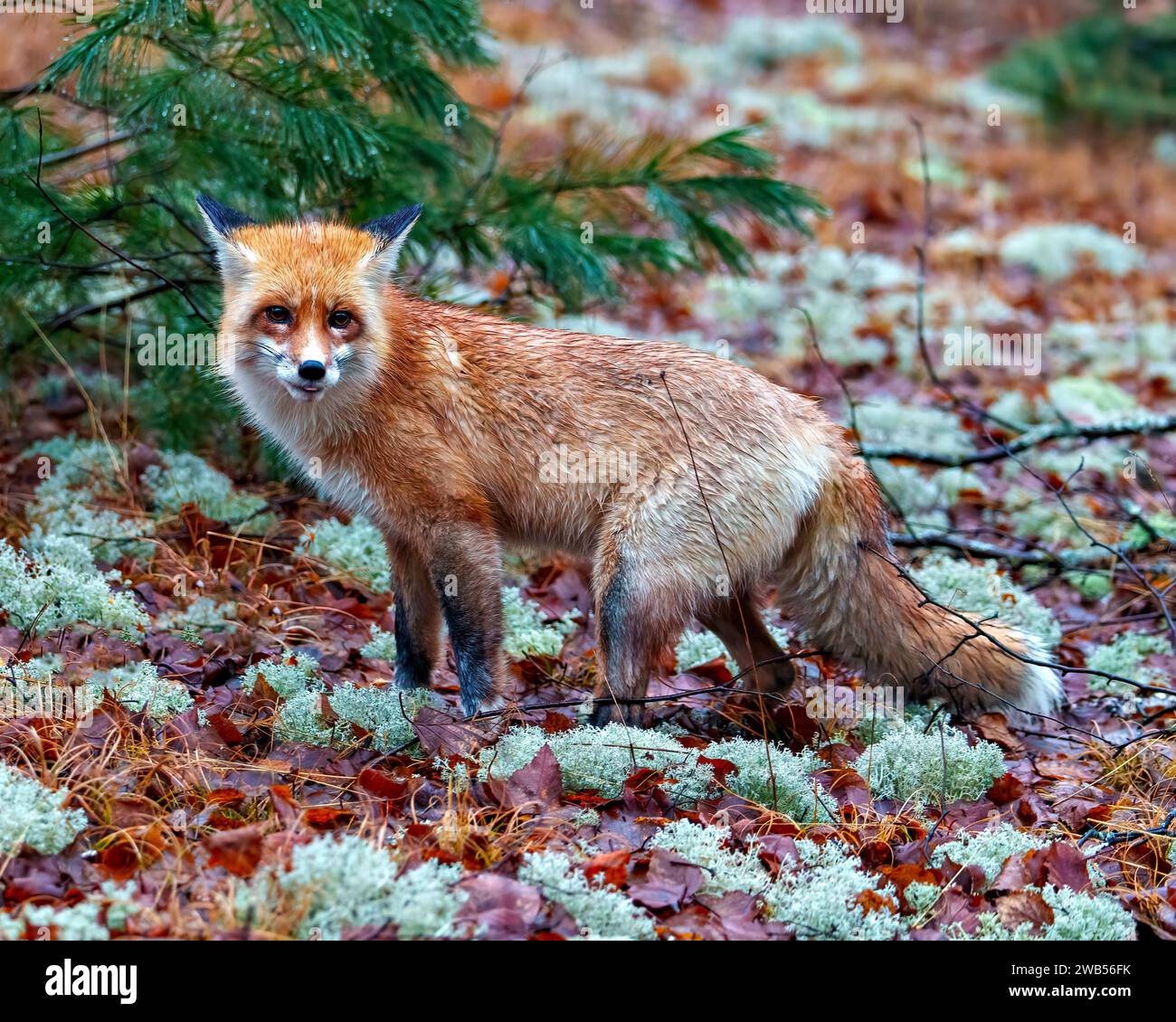 Wet red fox hi-res stock photography and images - Alamy