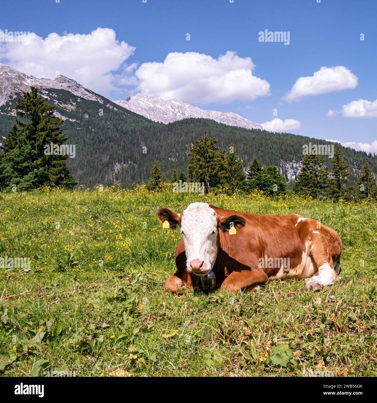 Alm-Idylle, zwei Fleckvieh - ein Rind auf einer Alm mit imposanten ...