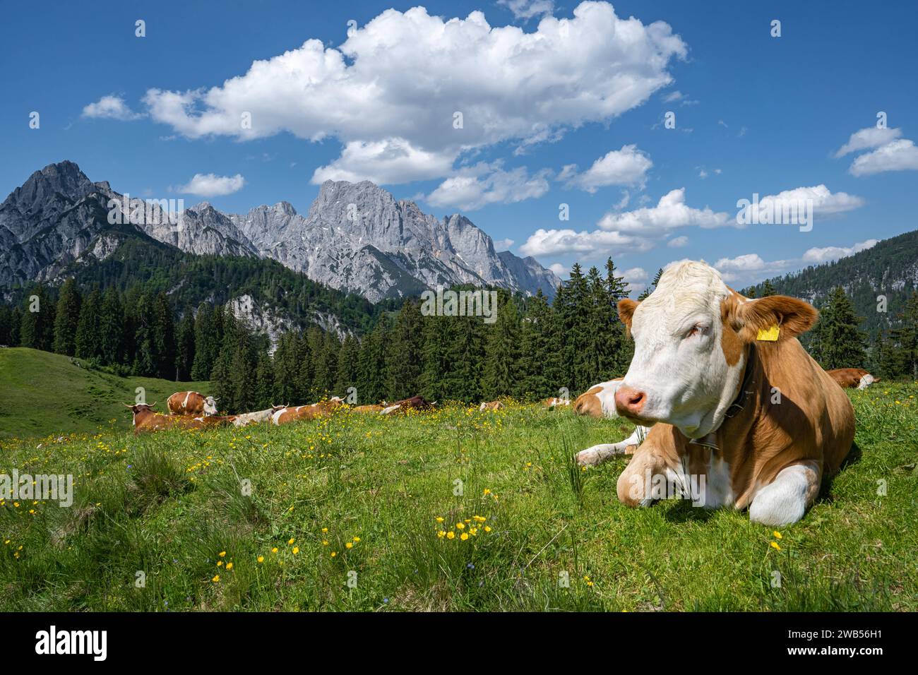 Alm - Idylle - Fleckvieh-Kuh liegt entspannt auf einer Alm mit einem imposanten Gebirge im ...