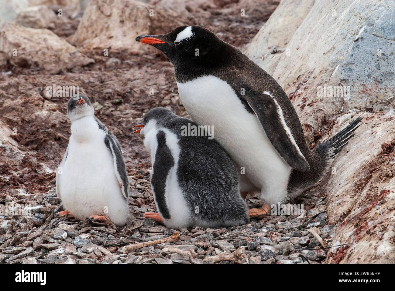 Gentoo Penguin on the beach,feeding his chick, Port Lockroy , Goudier ...