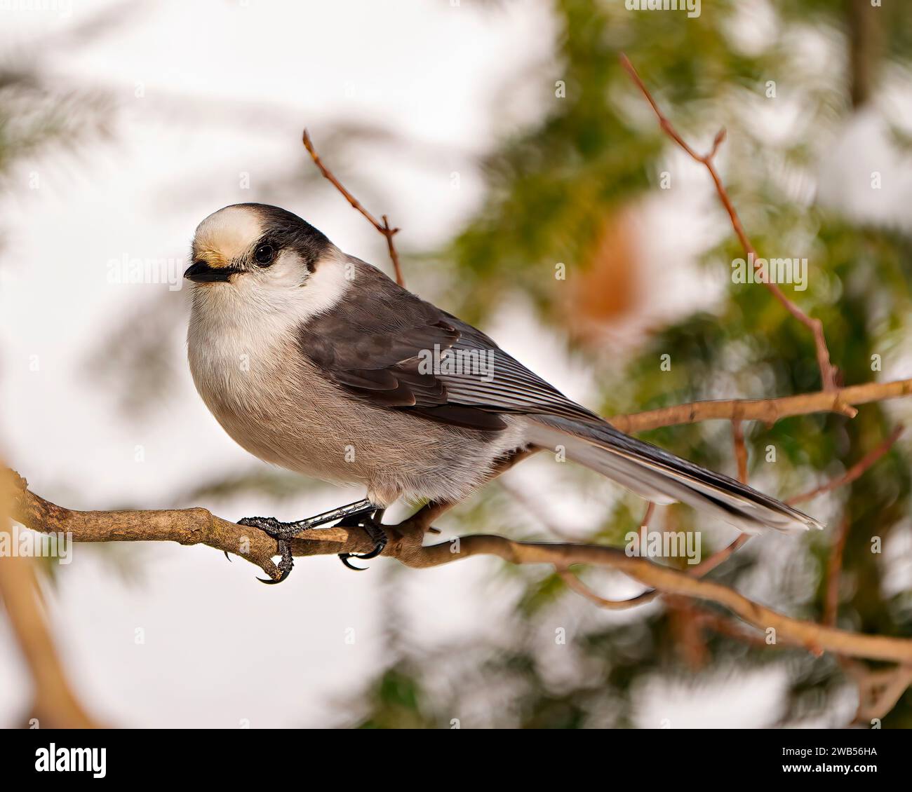 Grey jay displaying beauty hi-res stock photography and images - Alamy