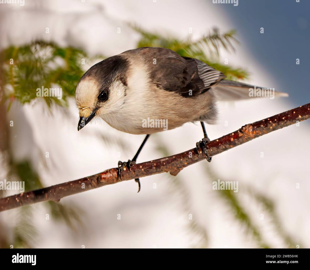 Grey Jay bird perched on a tree branch displaying grey colour, tail ...