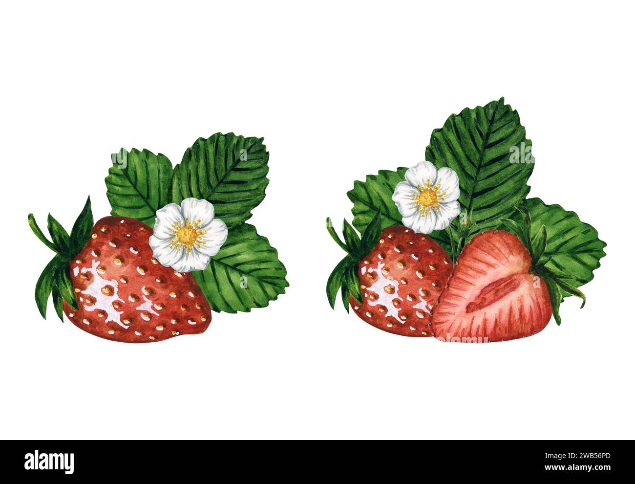 Watercolor strawberry compositions set with berries, leaves and flowers ...