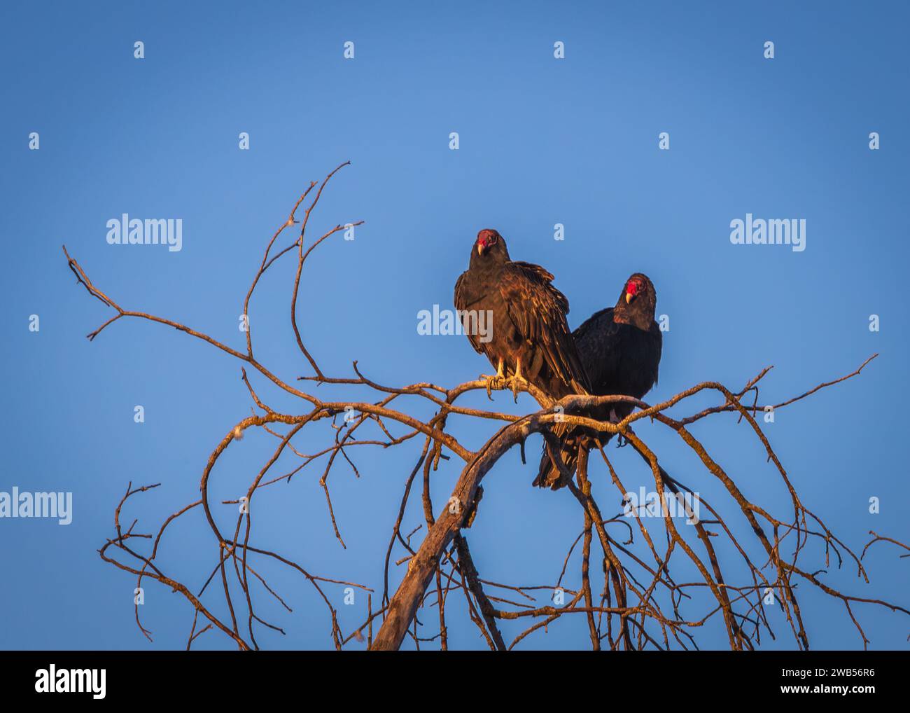 Vultures in a tree Stock Photo - Alamy