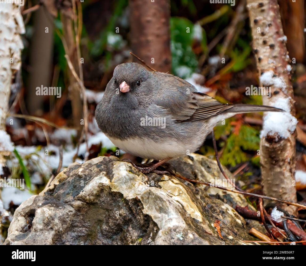 Junco close-up profile view standing on a rock with forest background ...