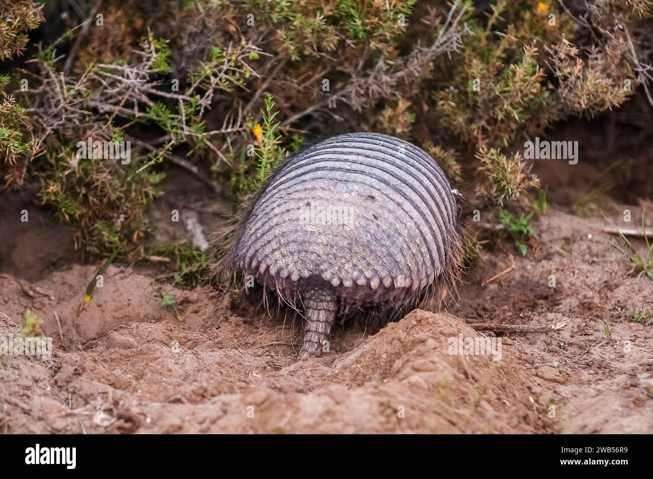Hairy Armadillo, in desert environment, Peninsula Valdes, Patagonia ...