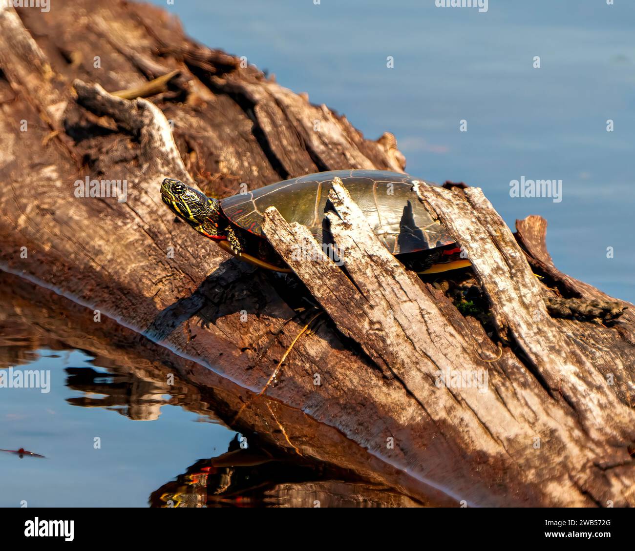 Painted turtle resting and hiding on a log in the pond with blue water ...