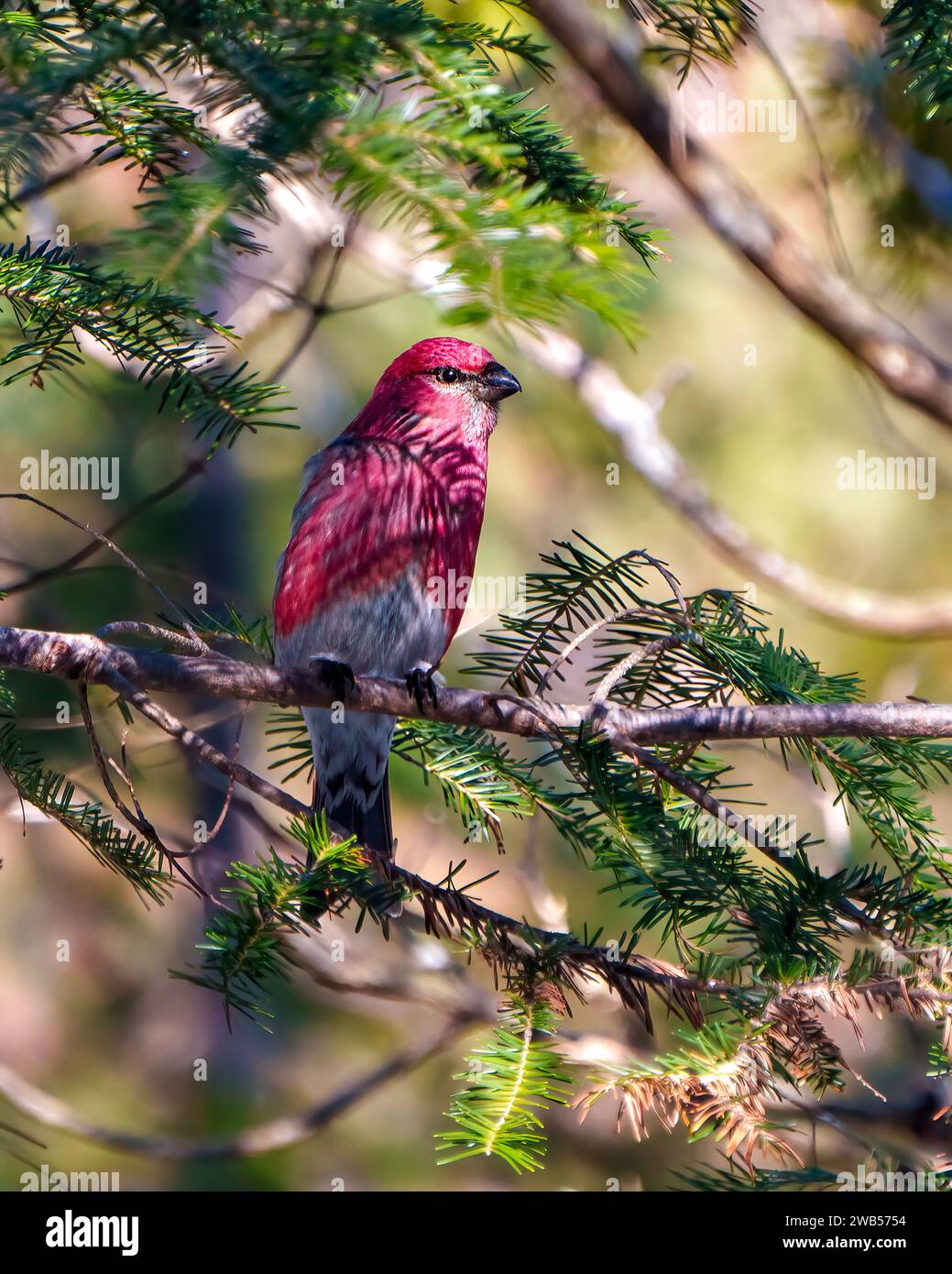 Male grosbeak in tree hi-res stock photography and images - Alamy