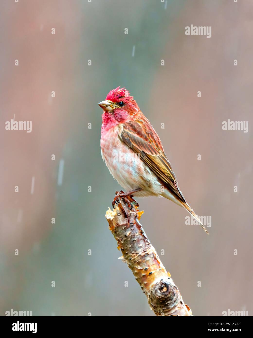 Finch male close-up side view, perched on a twig in the springtime with ...