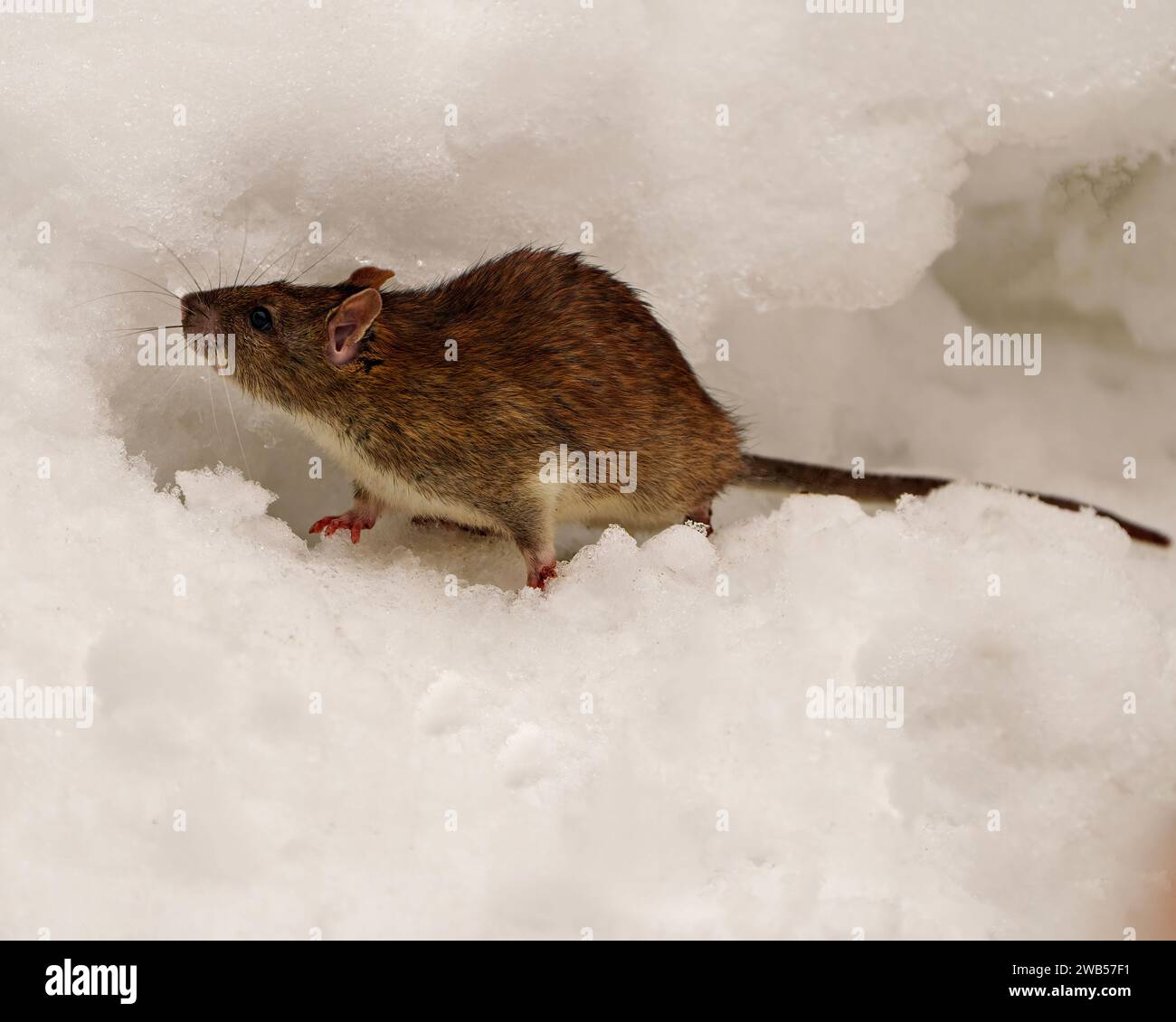 Brown Rat foraging for food in the winter season and displaying brown ...