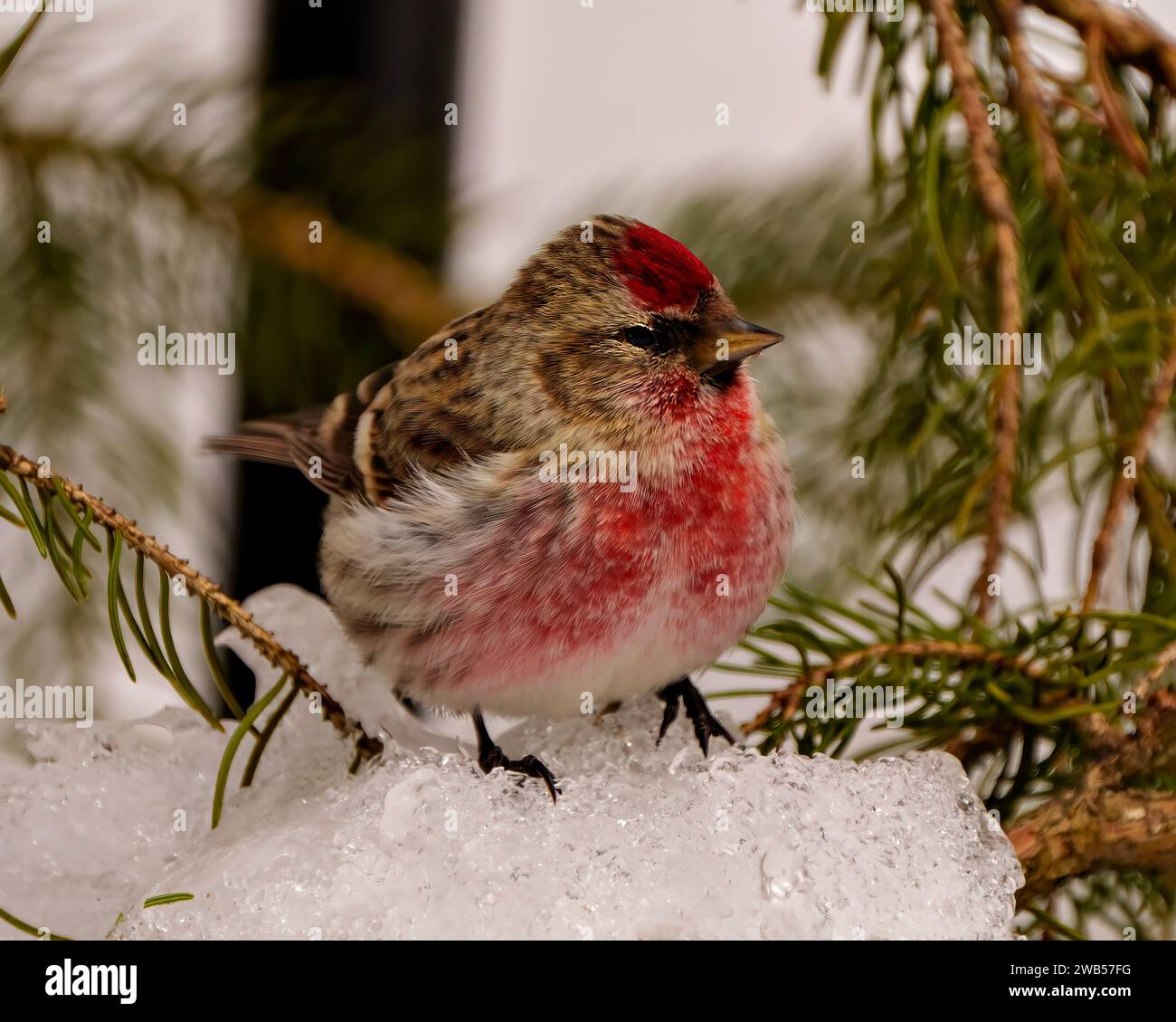 Red poll close-up front view, standing on snow with cedar branches in ...