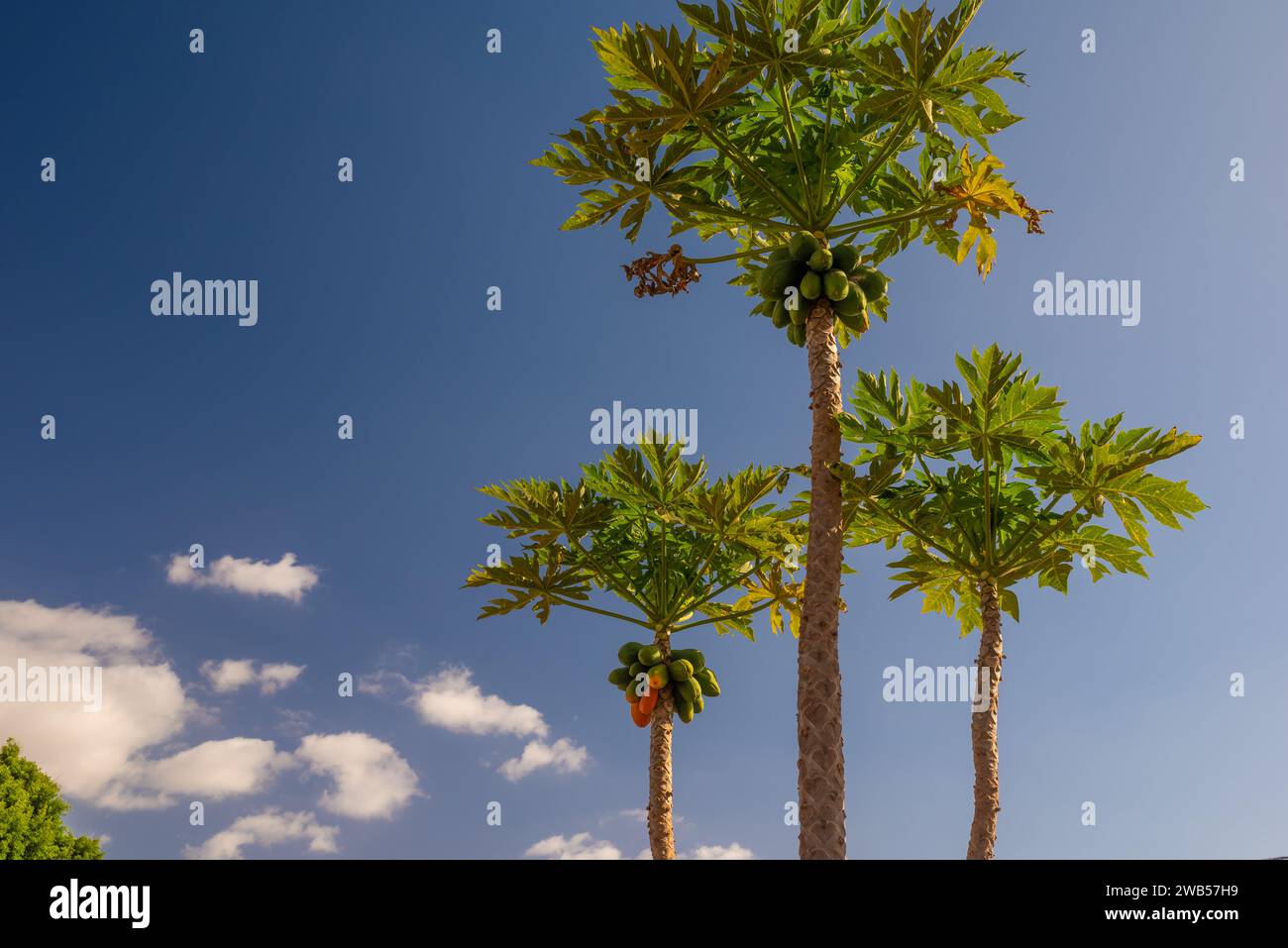 Papaya trees with ripe papaya fruit on blue sky background with white ...