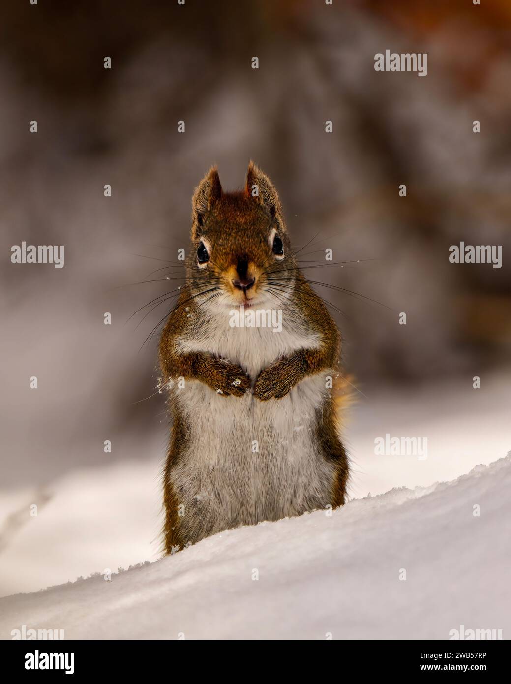 Squirrel close-up front view sitting on snow and looking at camera with ...