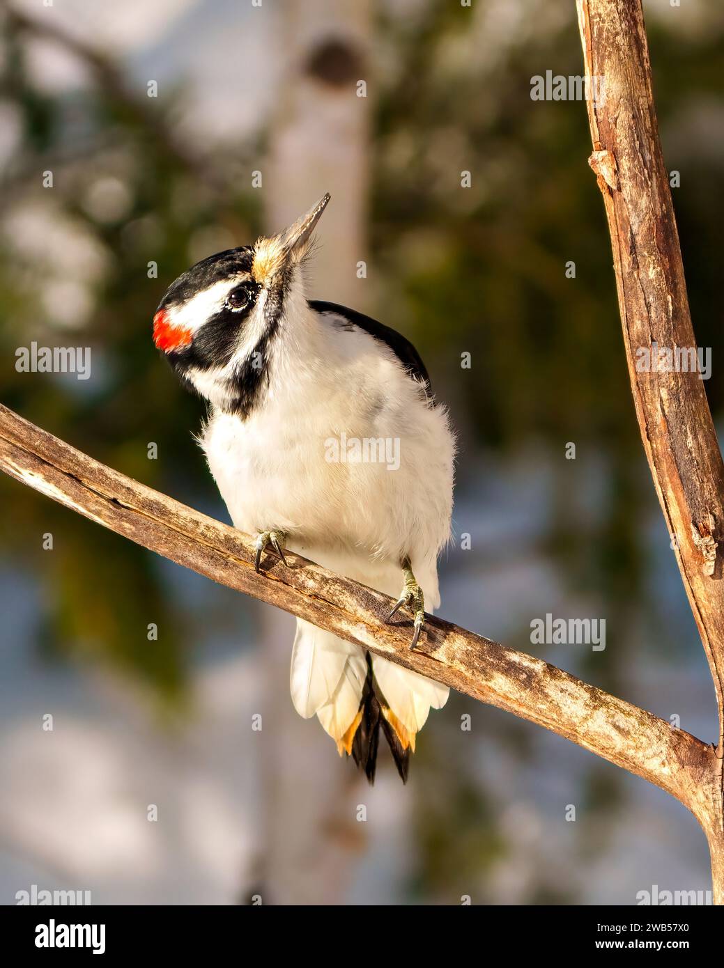Woodpecker male close-up front view perched on a branch with a blur ...