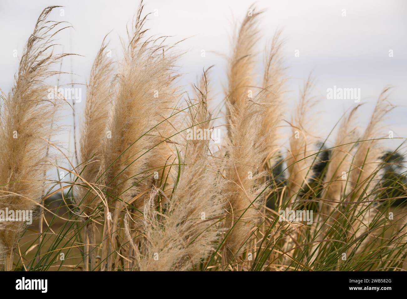tops of pampas grass blowing in the winter wind Stock Photo - Alamy