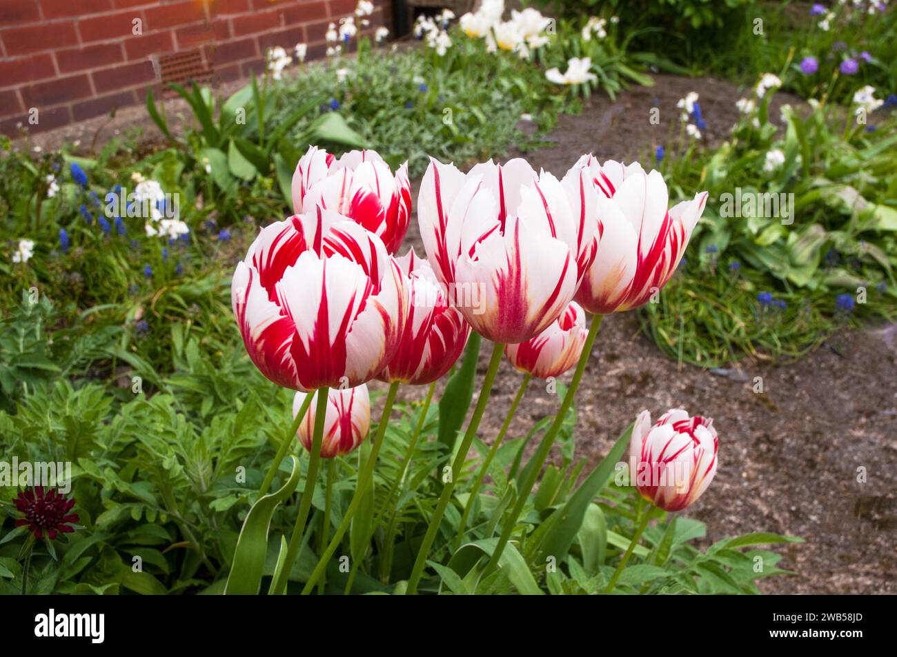 Close up of tulipa Carnaval de Rio. A single late flowered bi coloured ...