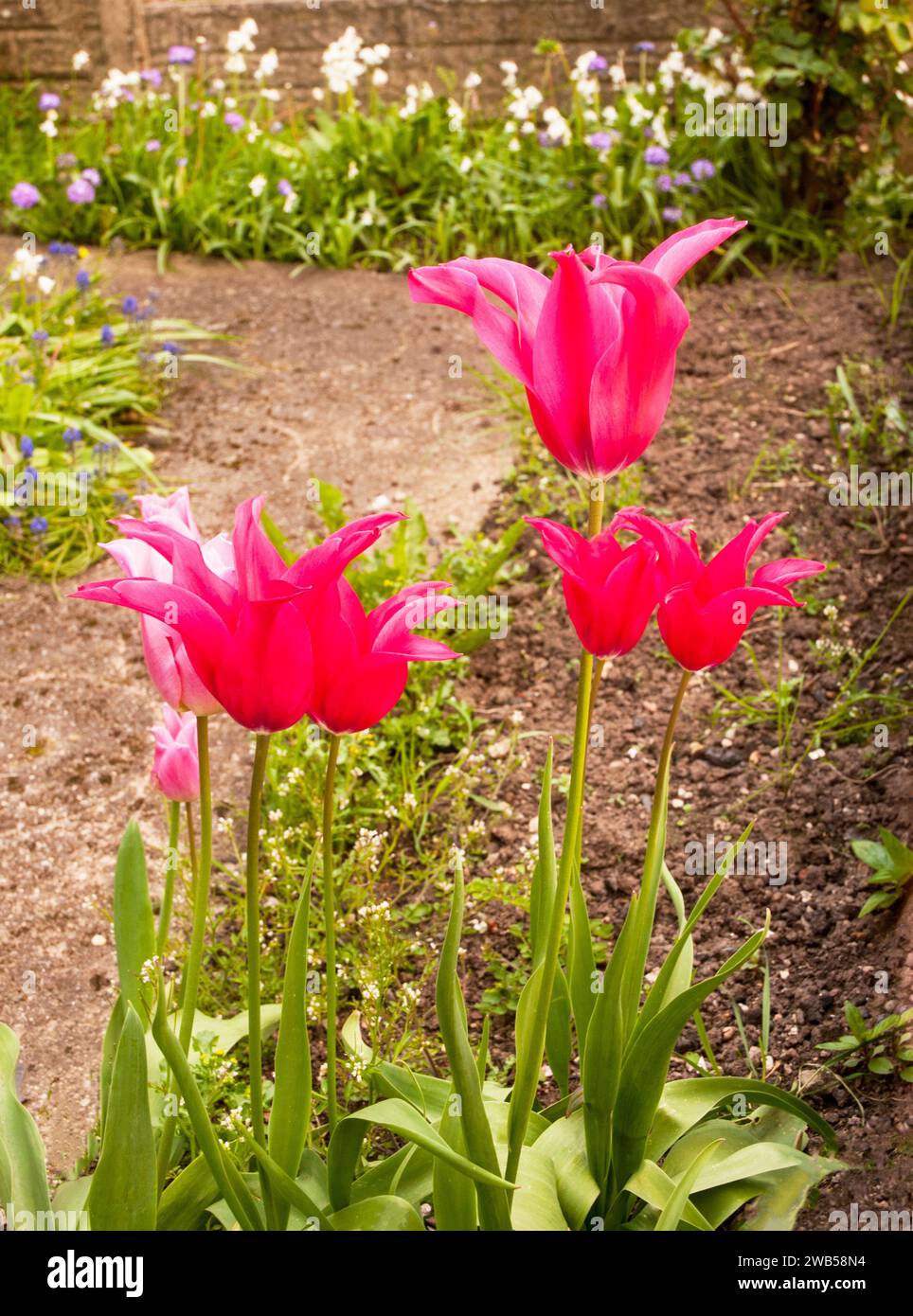 Tulipa Dolls Minuet.a Lily type late spring flowering bi coloured red ...