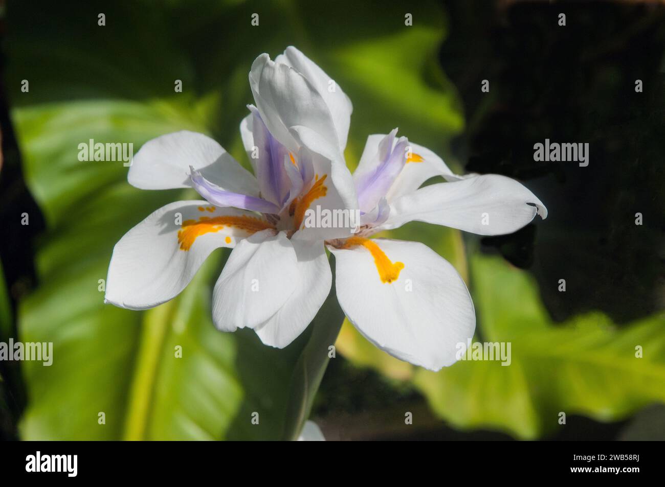 Indian shot plant hi-res stock photography and images - Alamy
