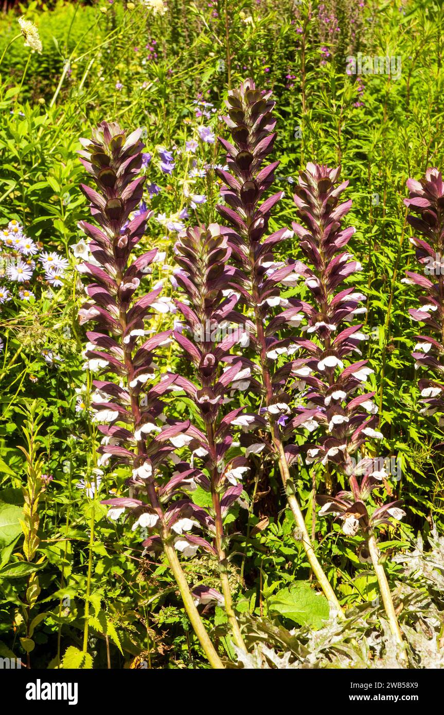 Acanthus spinosus Bears Breeches a spinosissimus A architectural clump ...