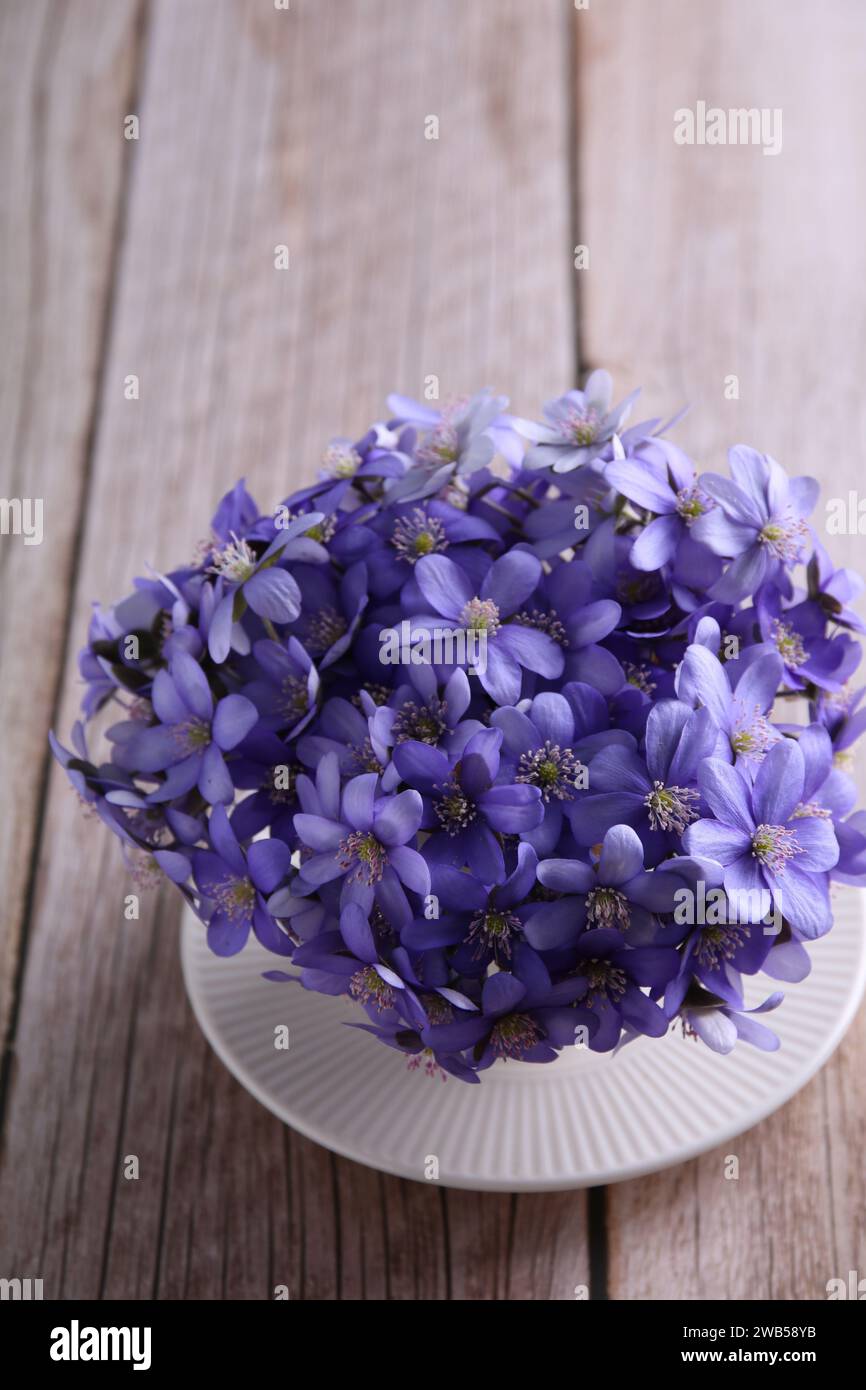 photography showcases a bouquet of uncultivated hepatica flowers from ...