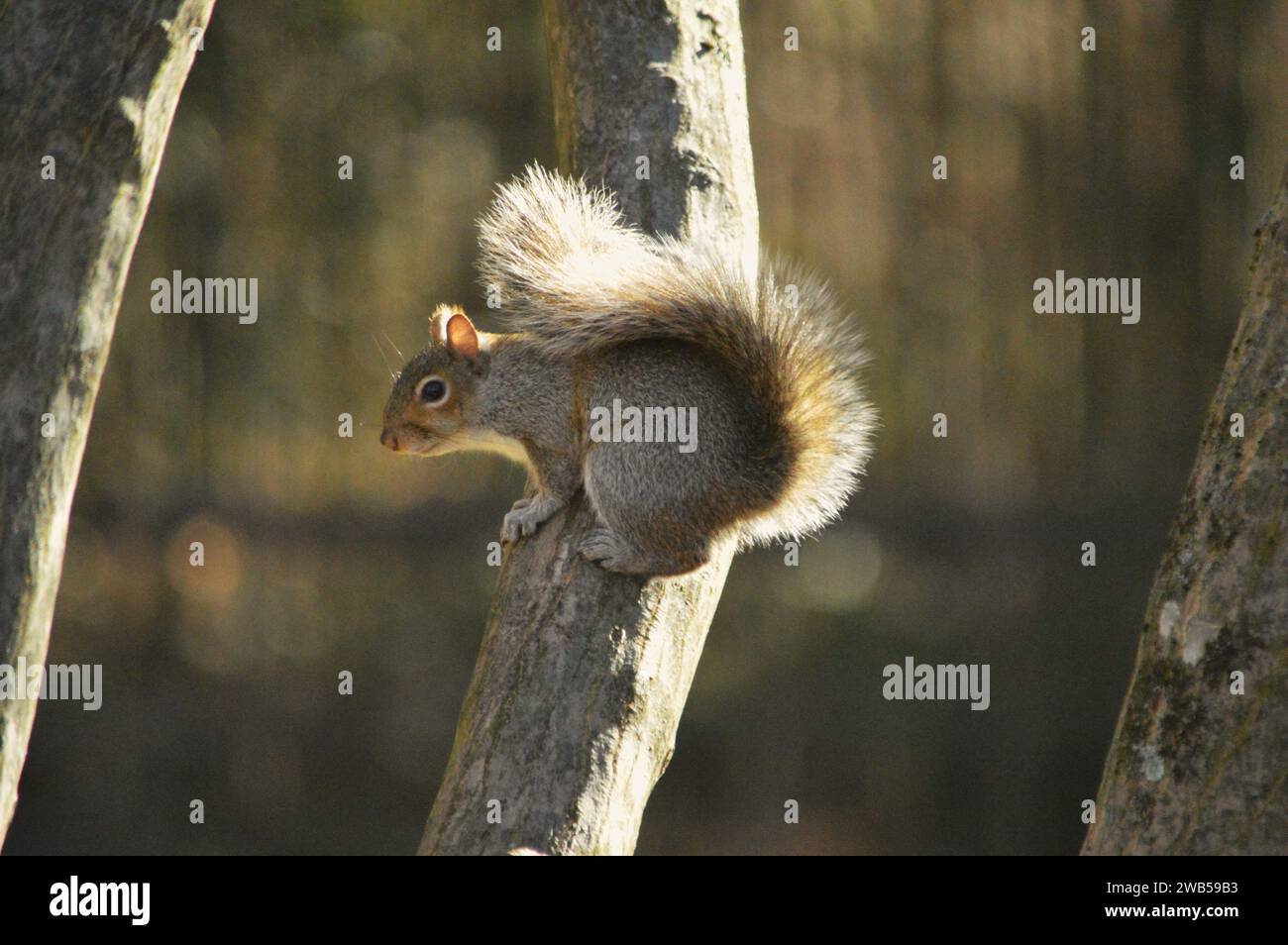 A brown squirrel perching on a bare tree branch against a bright blue ...