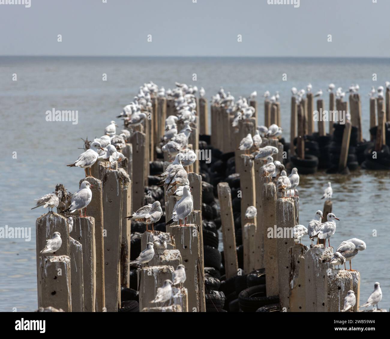 A colony of seagulls sits on concrete pillars on the seashore, Thailand ...