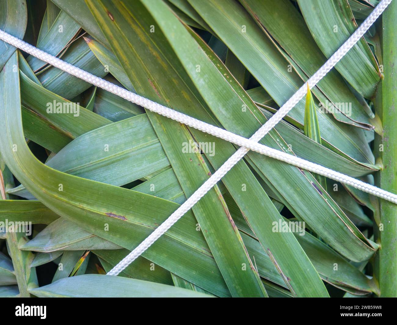 Palm leaves tied with ropes. Gardening. Safety of the plant from the ...