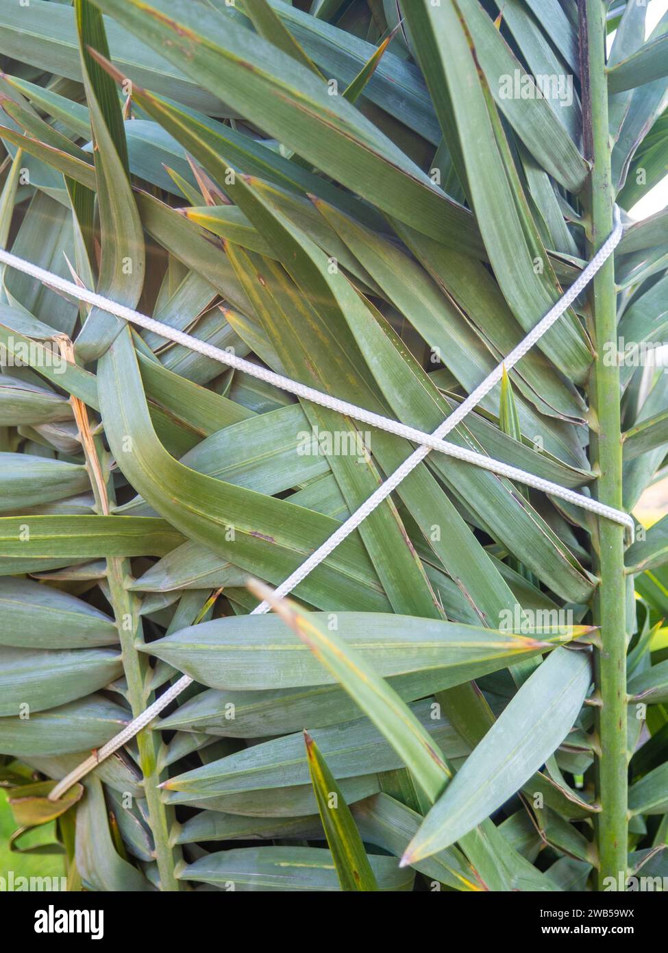 Palm leaves tied with ropes. Gardening. Safety of the plant from the ...