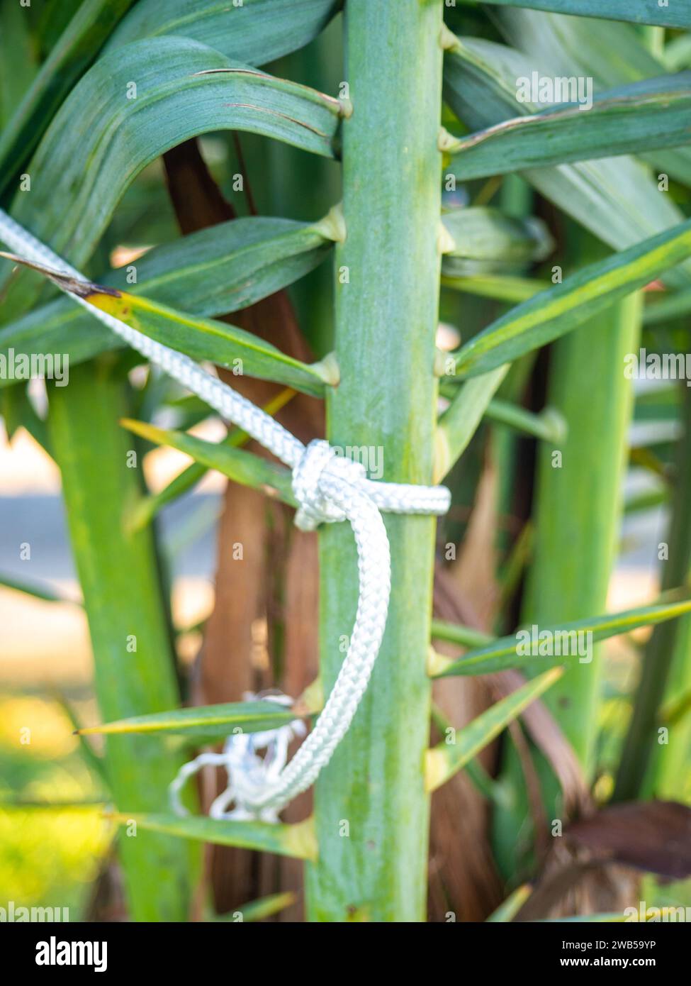 Palm leaves tied with ropes. Gardening. Safety of the plant from the ...