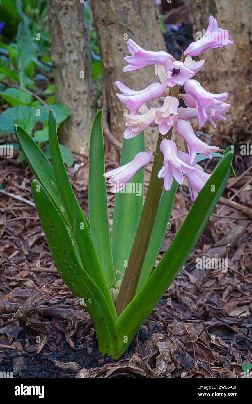 Pink hyacinth (Hyacinthus orientalis), Liliaceae. Ornamental, bulbous ...
