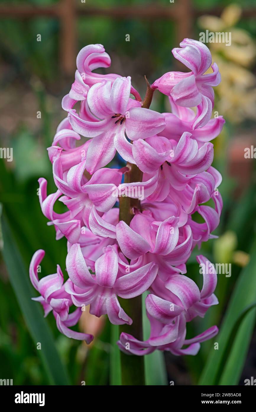 Pink hyacinth (Hyacinthus orientalis), Liliaceae. Ornamental, bulbous ...