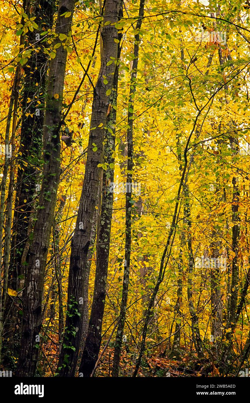 Ostrya tree hi-res stock photography and images - Alamy