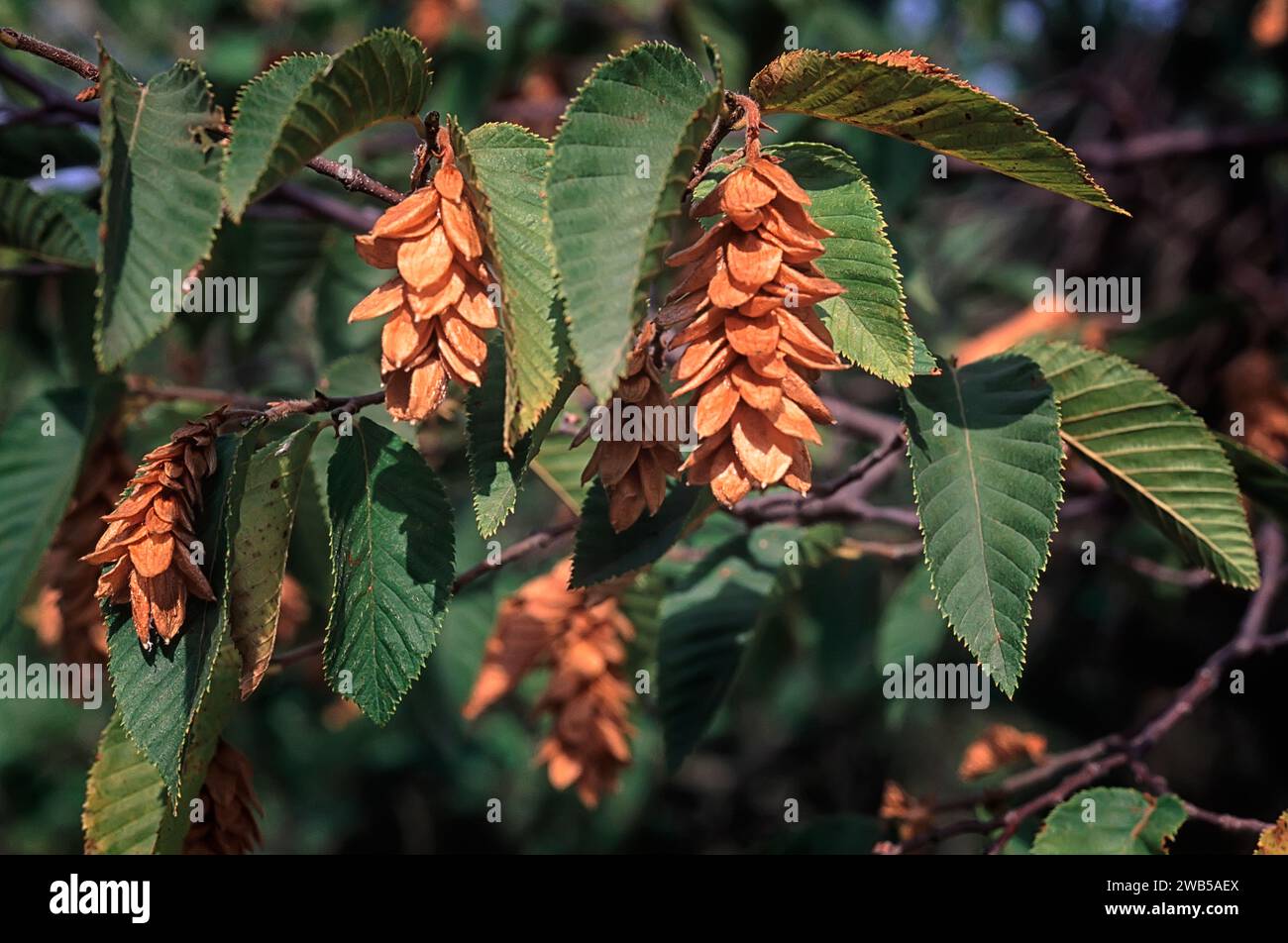 Ostrya tree hi-res stock photography and images - Alamy