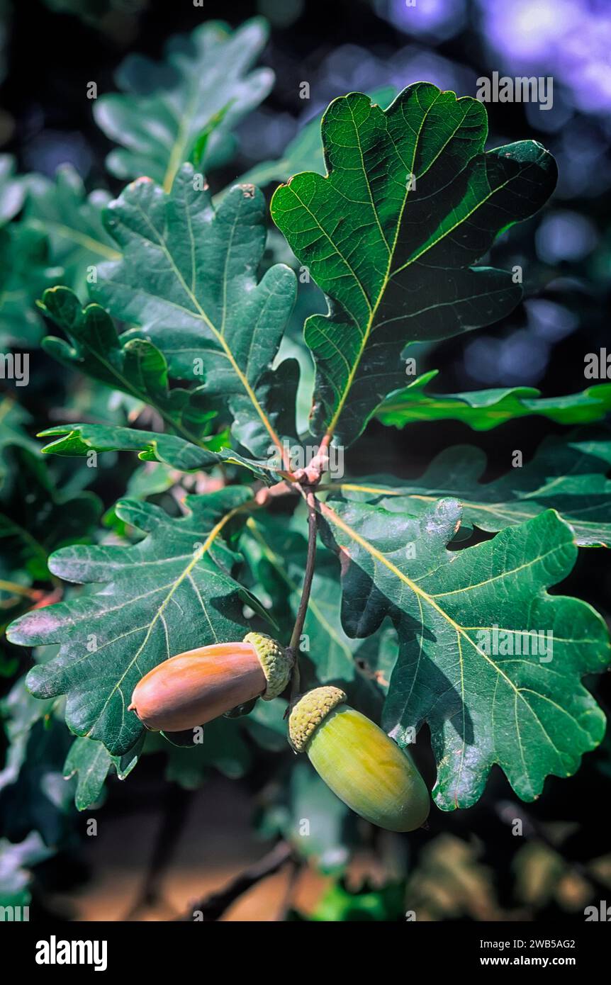 Farnia tree hi-res stock photography and images - Alamy