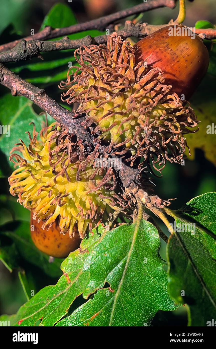 Turkey oak (Quercus cerris), Fagaceae. Deciduous tree. wild plant ...