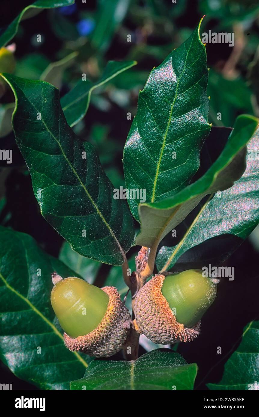 Evergreen oak (Quercus ilex), Fagaceae. evergreen tree. wild plant ...