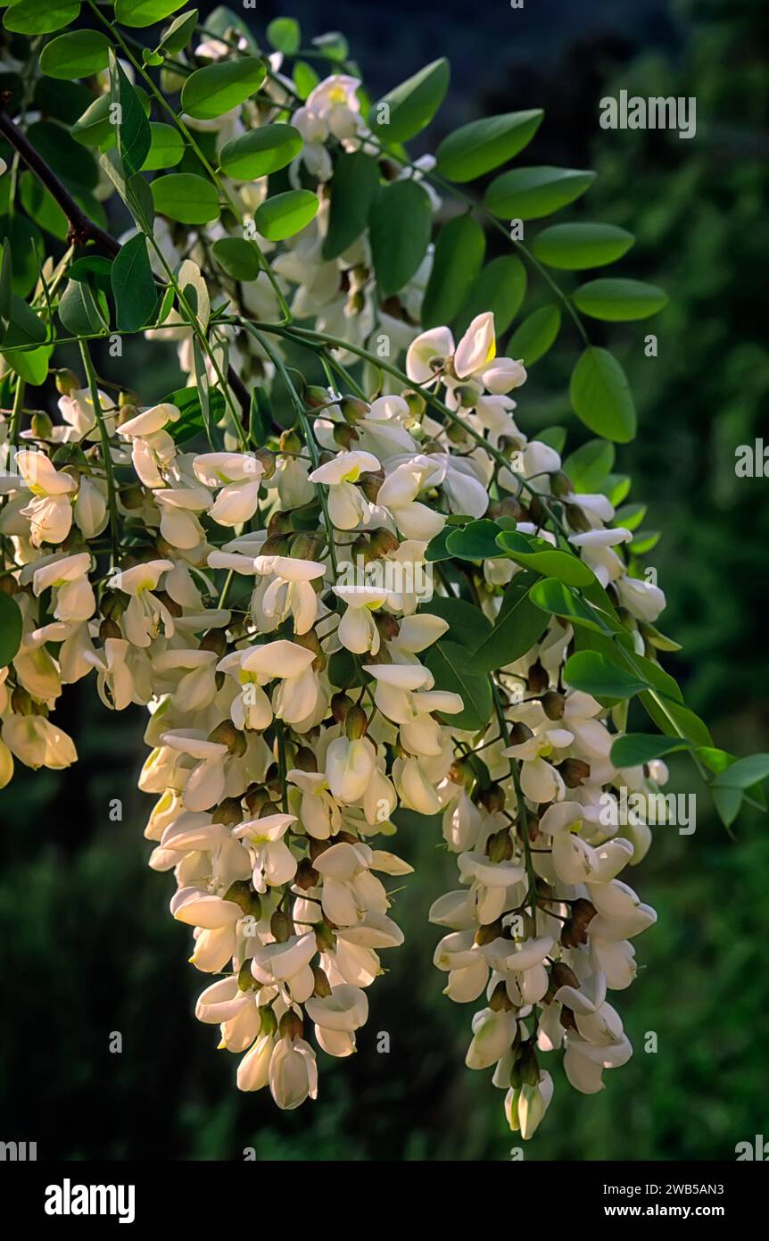Black locust (Robinia pseudoacacia), Fabaceae. Deciduous tree. wild ...