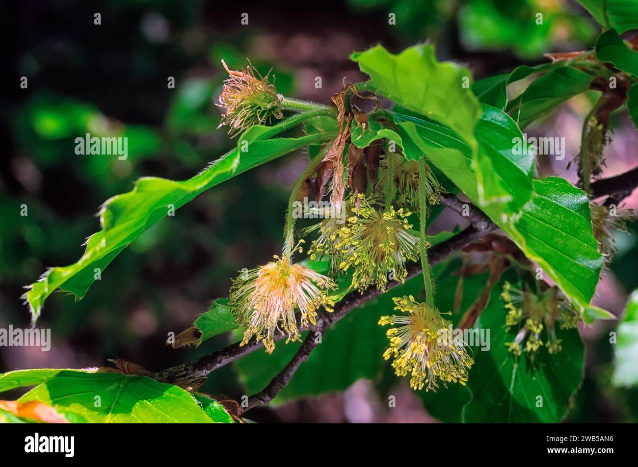 Beech tree seedling fagus sylvatica hi-res stock photography and images ...